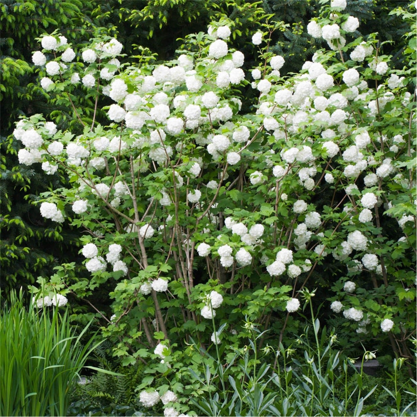 YouGarden | Viburnum opulus 'Roseum' (Snowball Tree) 9cm | Green | FRASERS