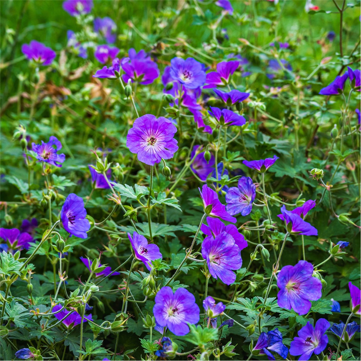YouGarden | Hardy Geranium Rozanne 9cm x 3 | Blue | FRASERS