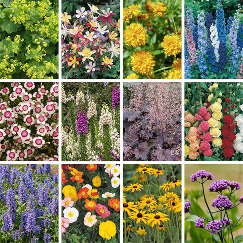 YouGarden | YouGarden Plants | House of Fraser