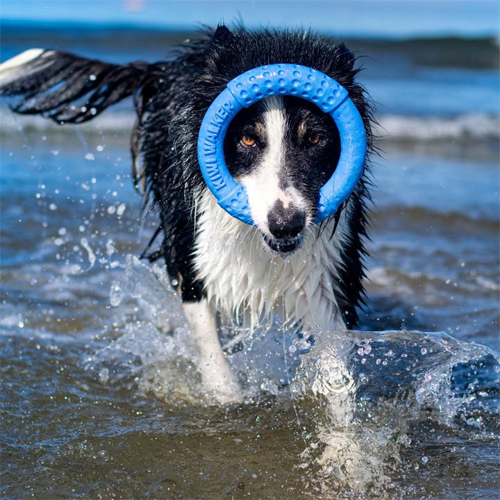 Kiwi Walker | Mini Ring Dog Toy Set | Blue | FRASERS